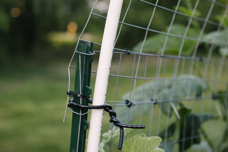 Create a tomato arch trellis, and you will score a bounty of fruit ...