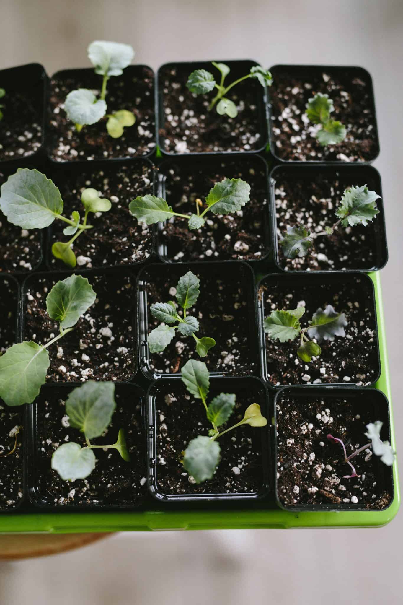Know when and how to re-pot your seedlings - Mountain Valley Refuge