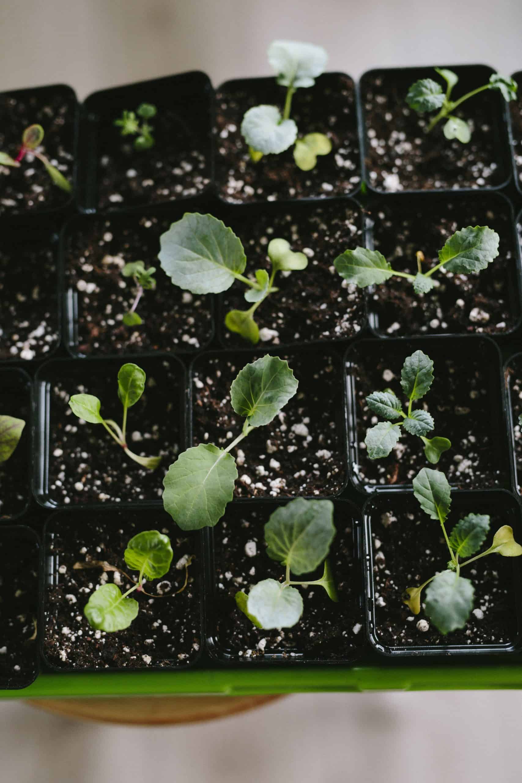 Know when and how to re-pot your seedlings - Mountain Valley Refuge