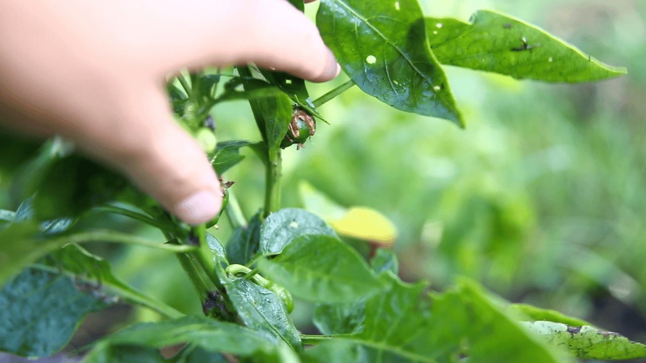Simple Peppers & Growing Bell Peppers from Seed in 4 months